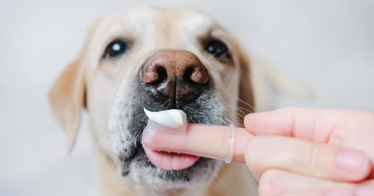 Dog Toothpaste: Choosing the Right One for Your Pet | Lagniappe Animal ...